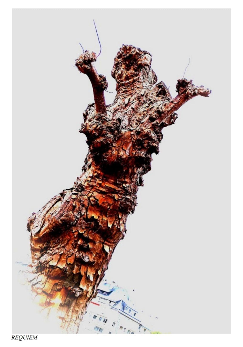 ANIMUS – Simply Crowd